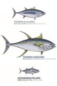 Diferencias entre atún y bonito: características y usos culinarios