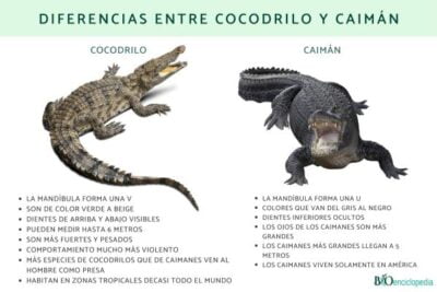 Diferencias entre babilla y cocodrilo: apariencia y comportamiento