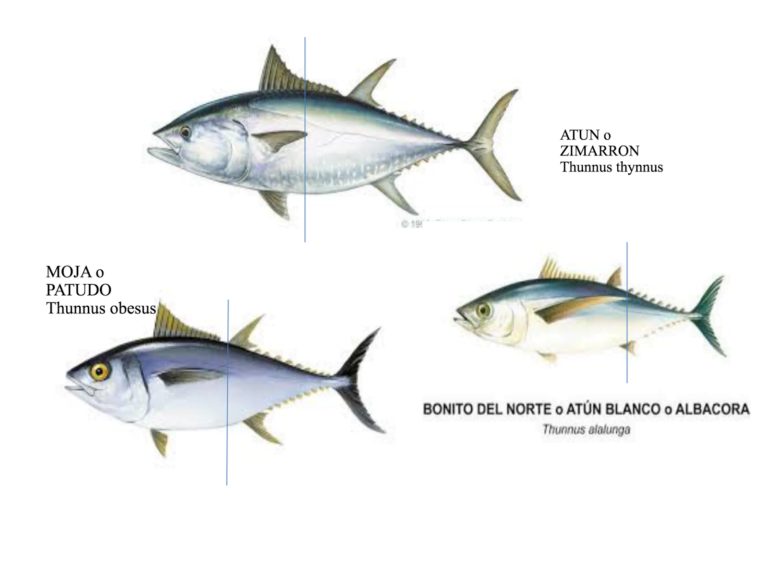 Diferencias entre atún y bonito: características, sabor y usos