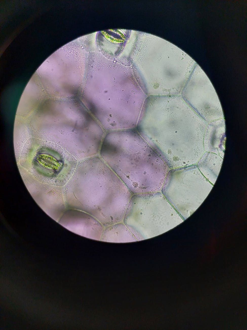 Citosol y Citoplasma: Definición y Función