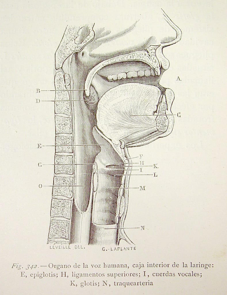 Glotis y Epiglotis: Funciones y Diferencias