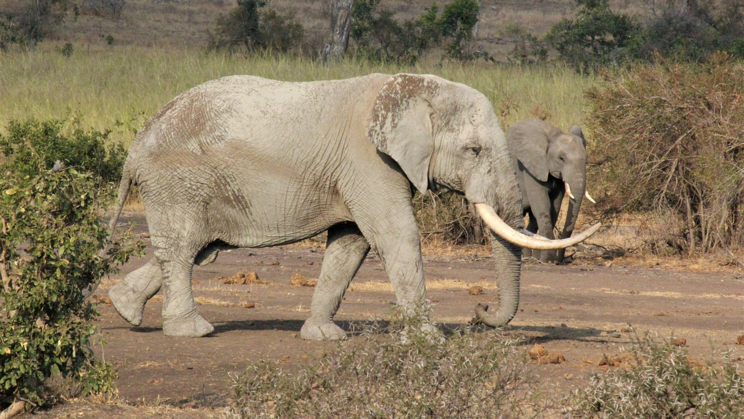 Hueso Compacto vs. Esponjoso: Guía Completa